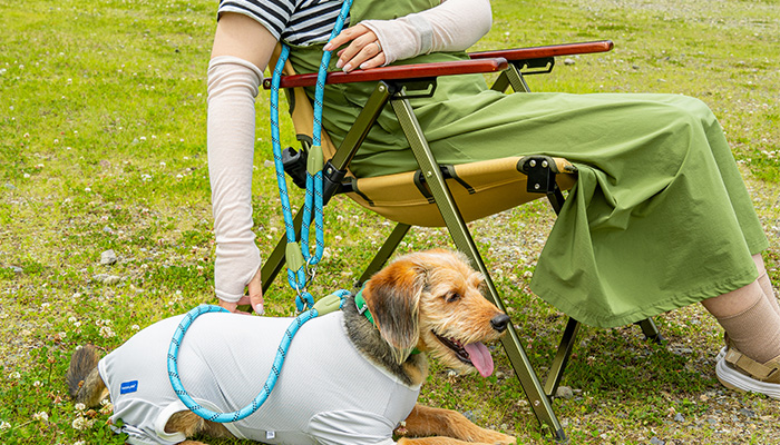 Paw explorer | 冒険に出かけよう